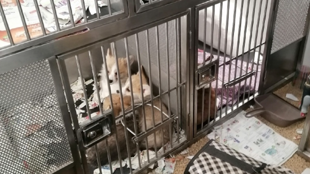 РТС :: Хроника :: Градина, спречен шверц 21 расног пса